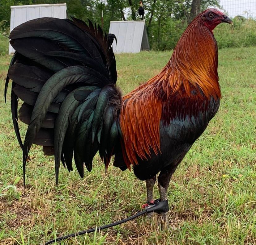 Buy TROY Blacks Gameflow - troythompsongamefarm.us