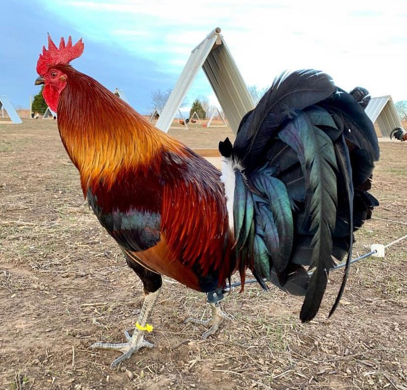 Buy TROY Kelso’s Gamefowl - troythompsongamefarm.us