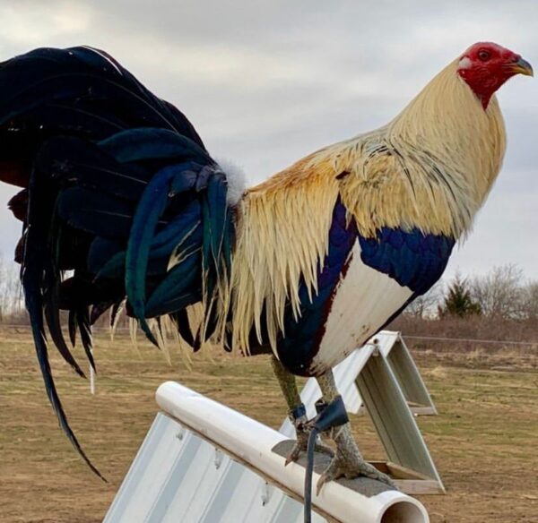 Troy gray gamefowl 4 - troythompsongamefarm.xyz